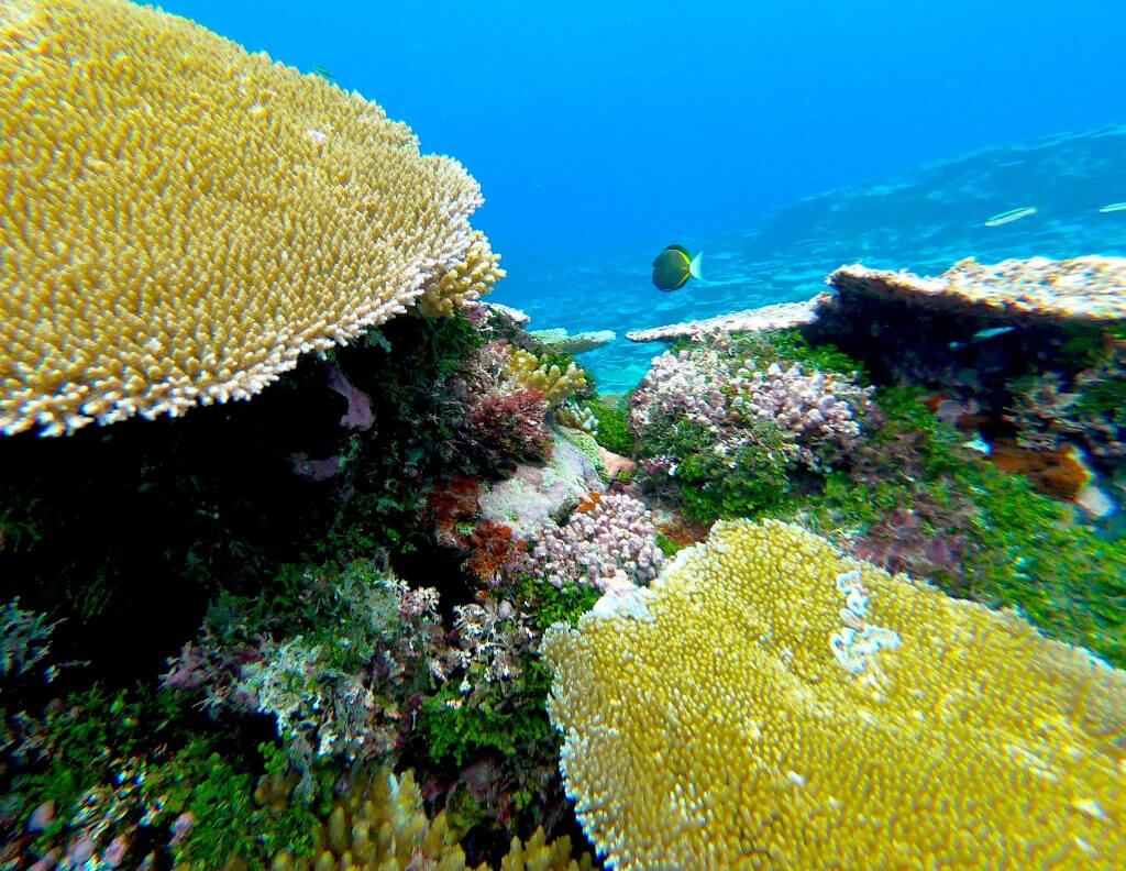 Visiting Pohnpei & New Conservation Agreements! | OneReef | Vibrant ...