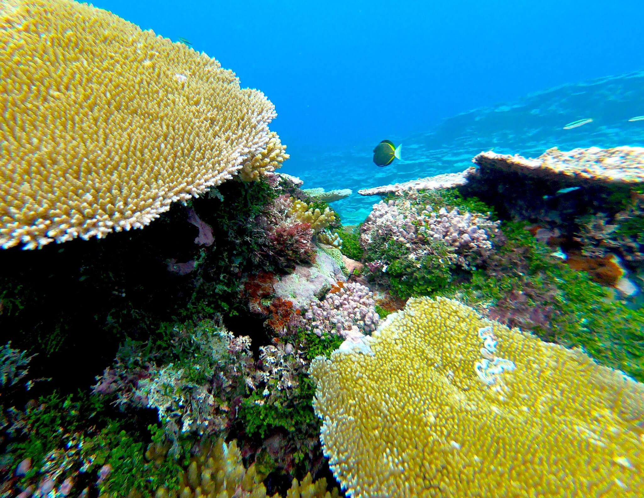 Visiting Pohnpei & New Conservation Agreements! | OneReef | Vibrant ...